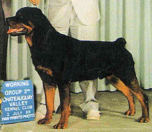 Rottweiler - The Breed Archive