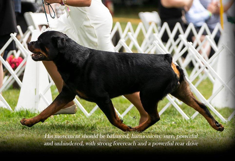 Rottweiler - The Breed Archive