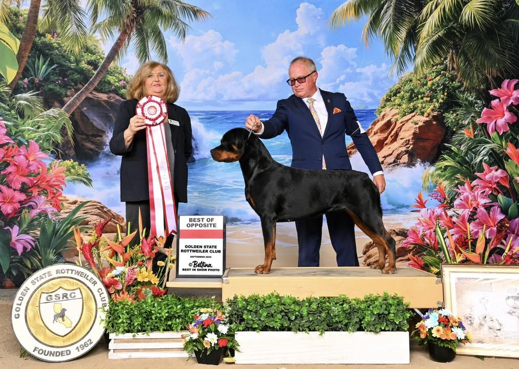 Rottweiler - The Breed Archive